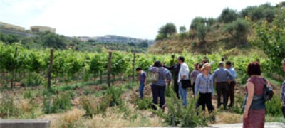 Mamertino Vineyards Tour, alla scoperta del vino che ha più di 2 mila ...