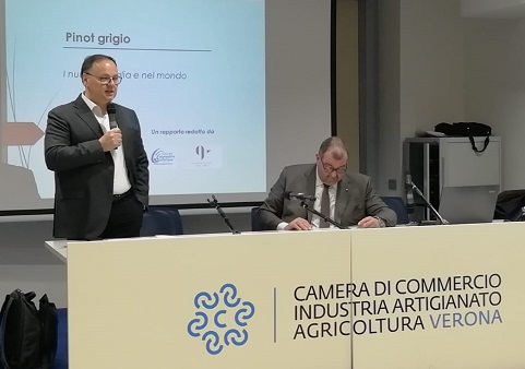 Fenomeno Pinot Grigio: in Italia in dieci anni la superficie vitata è ...